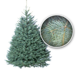 Concolor Fir - NYC Tree Lady Christmas Trees Delivered