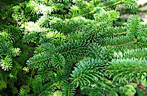 Canaan Fir - NYC Tree Lady Christmas Trees Delivered