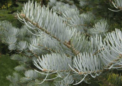 Concolor Fir - NYC Tree Lady Christmas Trees Delivered